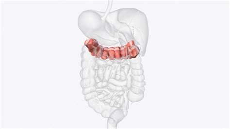 Premium Photo The Transverse Colon Is The Lengthy Upper Part Of The Large Intestine