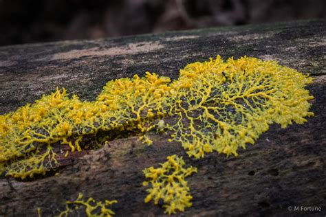 Physarum Polycephalum Slime