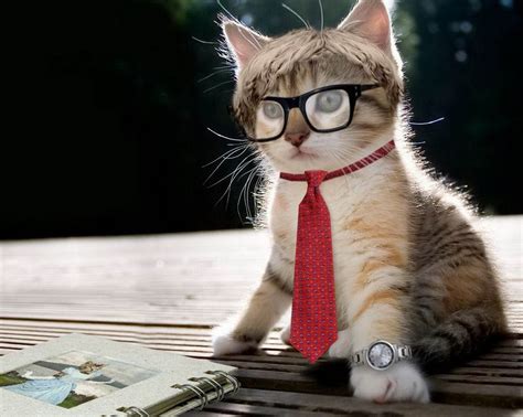 Download Hd Cat Wallpapers Pussycats Pussycat Images Wallpaper Happens If You Breed A Cat