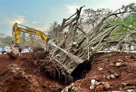 Idol Tree Shifted Temple Caretaker Gave Consent To Move In Sc Pwd