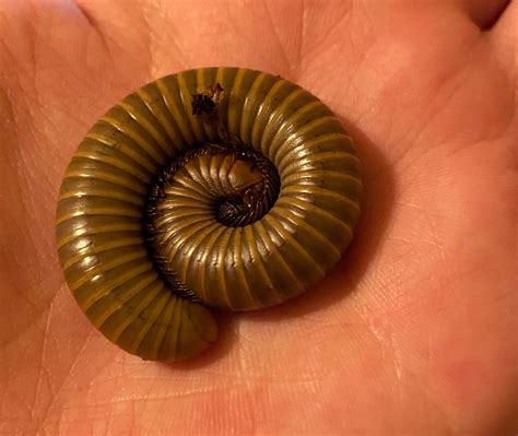 Narceus Gordanus Smokey Oak Millipede Identification Facts And