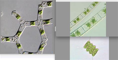 Cyanobacteria Diagram Quizlet