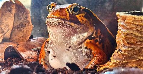 Hypno Tomato Frog Dump Album On Imgur