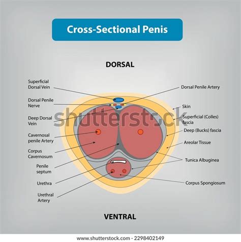 「背側および腹側視野を有する陰茎断面」のベクター画像素材（ロイヤリティフリー） 2298402149 Shutterstock