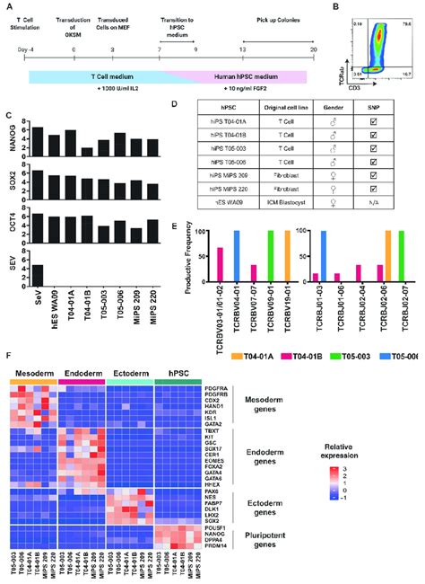 Generation Of Human Ipscs From T Cells A Schematic View Of The Download Scientific Diagram