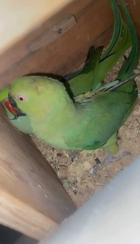 Ringneck Breeder Pair Parrots 1096668352