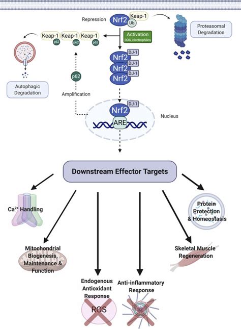 Targeting Nrf2 For The Treatment Of Duchenne Muscular Dystrophy