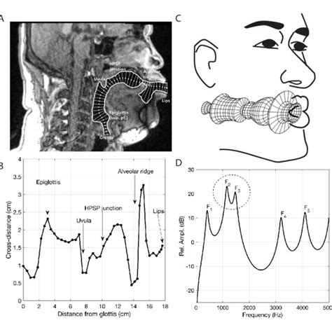 Analysis Of Vocal Tract Configuration During Singing A 2d Download Scientific Diagram