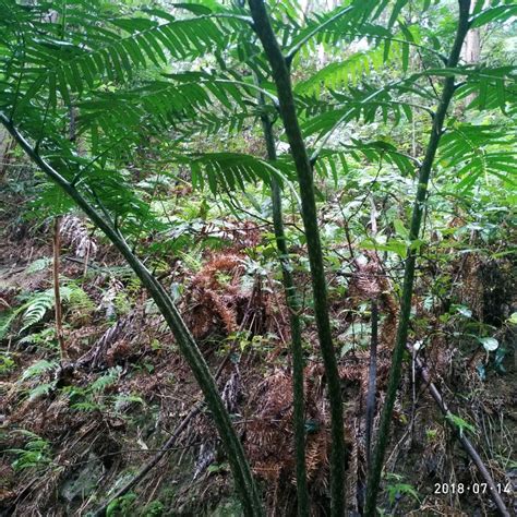 观音坐莲蕨盆栽 莲座蕨的风水 坐盆栽 第5页 大山谷图库