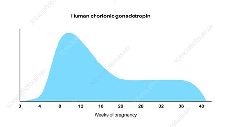 Human Chorionic Gonadotropin Level During Pregnancy Illustration Stock Image F0421841