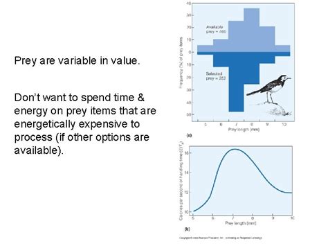 Predatorprey Relationships Predation Is A Straightforward Interspecies Population