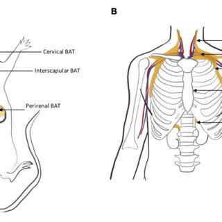 Axial Pdff And T 2 Maps Of Human Supraclavicular Fat A Pdff Map
