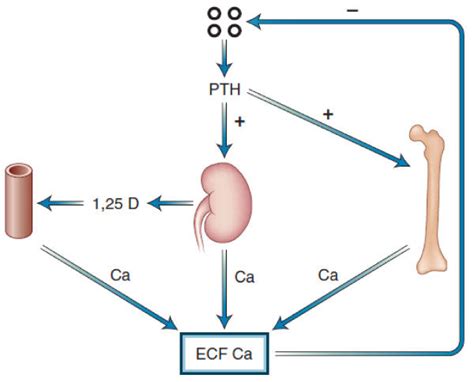 Parathyroid Hormone Pth Calcium Feedback Loop That Controls Calcium