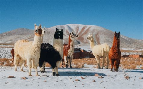 Simplify Llm Inference On Your Laptop With Bigdl Llm And Llama Intel Tech