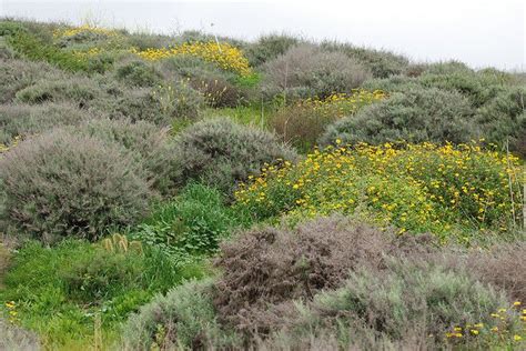 California Coastal Scrub A Vibrant Landscape