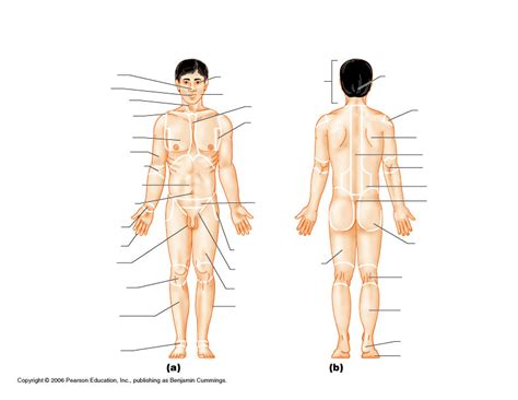 Surface Anatomy Diagram Lower Limb Surface Anatomy