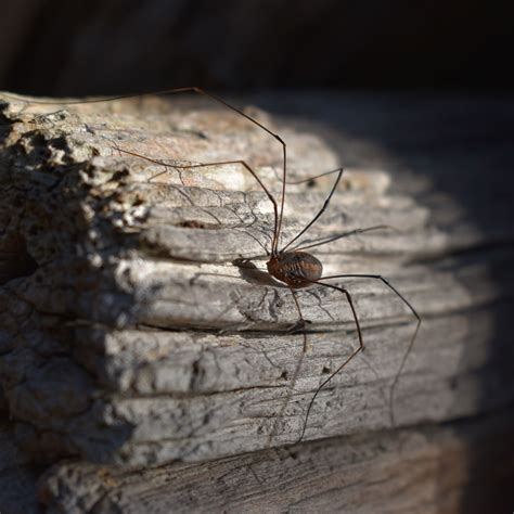 Daddy Long Legs Spiritual Meaning Awakening State