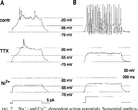 Figure 1 From Synaptic Activation Of Ca2 Action Potentials In Immature Rat Cerebellar Granule