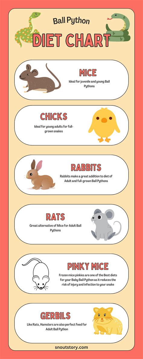 Ball Python Food And Diet A Comprehensive Guide Snout Story