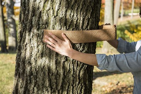 Tanglefoot Tree Care Kit With Tree Insect Barrier Tangle Guard Wrap Combo The Spotted