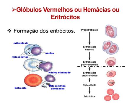 Fisiologia Do Sistema Sanguíneo Tecido Hematopoiético E Sangue Ppt Carregar