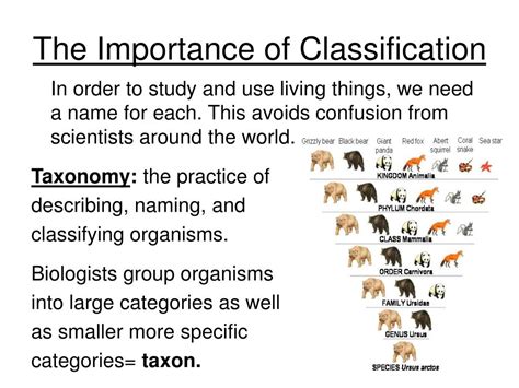 What Is The Example Of Classification Society At Terrance Smathers Blog