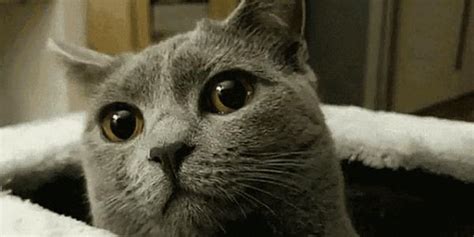 When I Try To Understand A Regex The Coding Love Programmer Humor S Memes Jokes