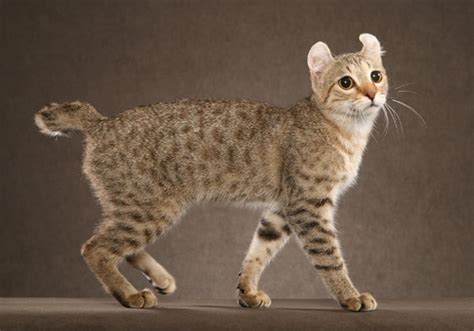 Siberian Tica The International Cat Association