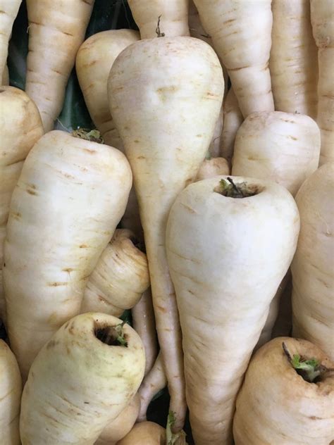 Common Diseases Of Parsnip Plants Recognizing Parsnip Disease Symptoms