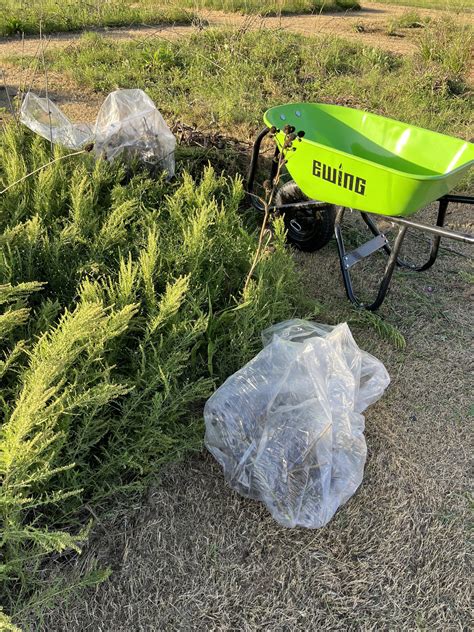 Late Summer Reset — Prairie Plots