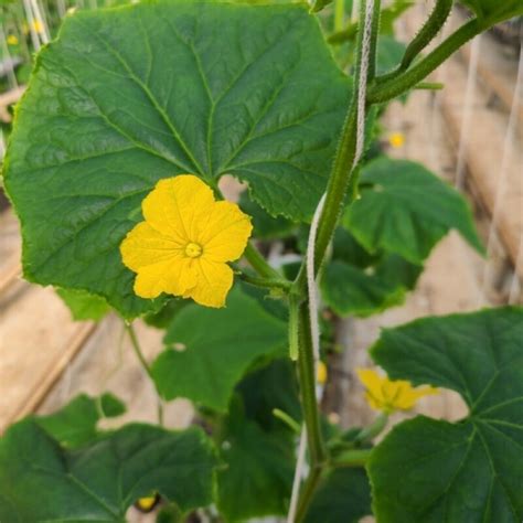 근덕농협 백다다기 오이 백오이 10개 2kg 삼척몰