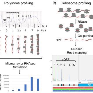 Translational Profiling Methods A Polysome Profiling Top Indicates A Download Scientific