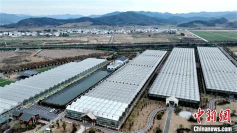 乡村行看振兴江西彭泽推动花卉规模化种植 鲜花铺就百姓致富路 极目新闻