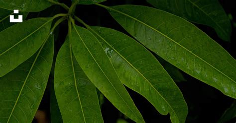 나무에 있는 녹색 잎의 클로즈업 사진 Unsplash의 무료 잎 이미지