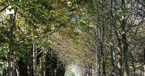 양쪽에 나무와 나뭇잎이 늘어선 길 사진 Unsplash의 무료 가을 이미지