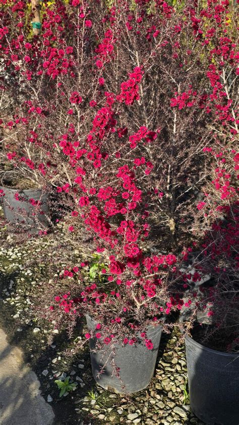 Leptospermum Scoparium Ruby Glow 5 Gallon Pot 5tf Tall Get Similar Etsy