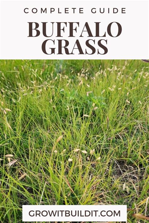 Best 13 Buffalo Grass Guide What It Is And How To Grow It Artofit