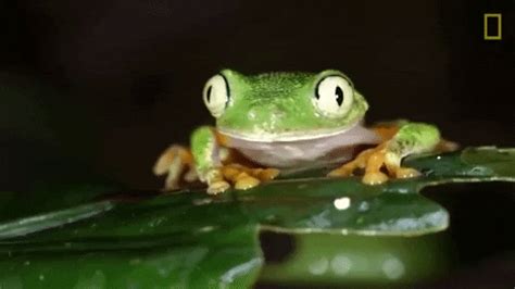 Tree Frog GIFs Get The Best GIF On GIPHY Tree Frog GIFs Get The Best GIF On GIPHY