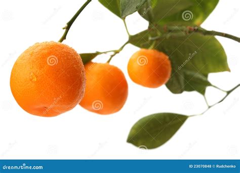 Tree With Orange Leaves And A Zugspitze Lake In Eibsee Royalty Free Stock Photography