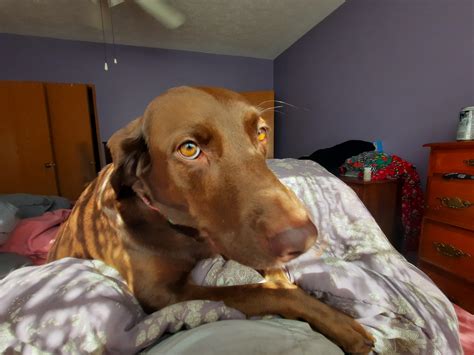 artemis won t allow me to get ready for work i gotta pee album on imgur