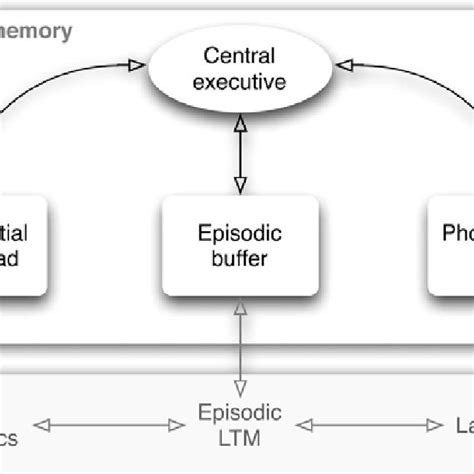 The Multi Component Model Of Working Memory Download Scientific Diagram