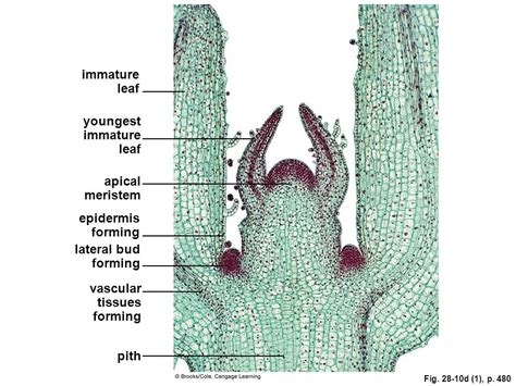 Longitudinal Section Of A Stem