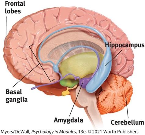 Memory Processes Encoding Storage And Retrieval Flashcards Quizlet