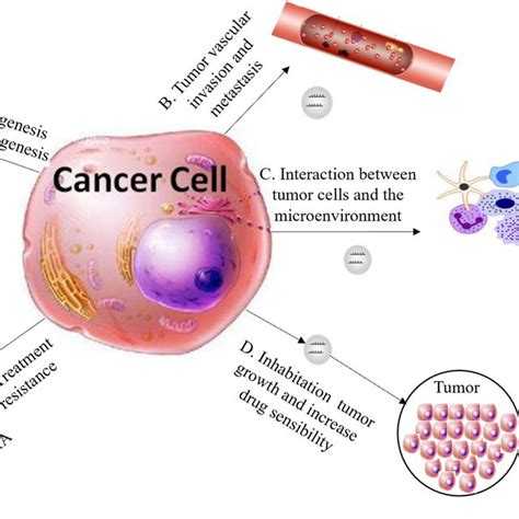 Functions Of Exosomal Mirnas In Cancer Exosomal Mirnas Largely