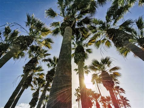 높은 야자수와 햇빛을 배경으로 하는 아름다운 열대 리조트 개념 공원 여름 휴가 휴가와 야외 자연 야자수가 있는 태양의 개념