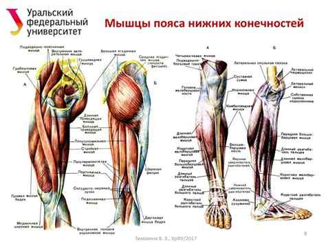 Функции нижних конечностей презентация онлайн