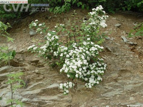 土庄绣线菊Spiraea pubescens Turcz 植物图片库 植物通