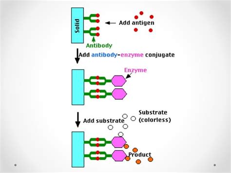 Assays Types Of Assays Principle And Prerequisites Of Assays And Bioassay