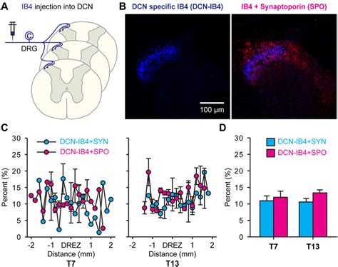 Expression Of Synaptophysin And Synaptoporin In Dorsal Cutaneous C Download Scientific Diagram