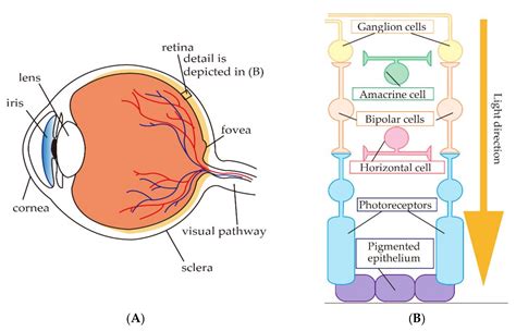 Bioengineering Free Full Text Simulation Based Clarification Of Appropriate Factors For